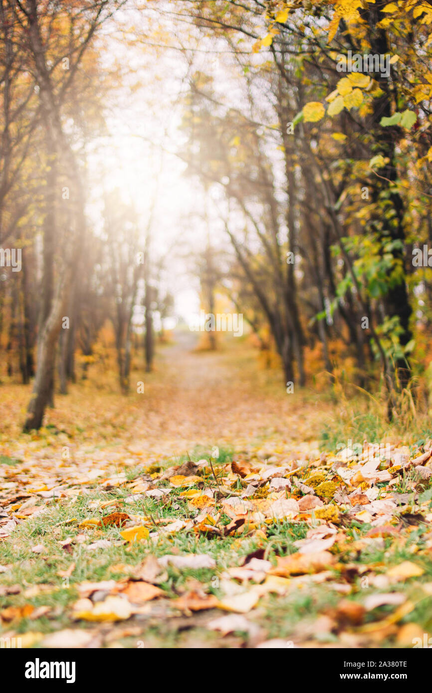 Vertical background with autumn forest and path with fallen leaves ...