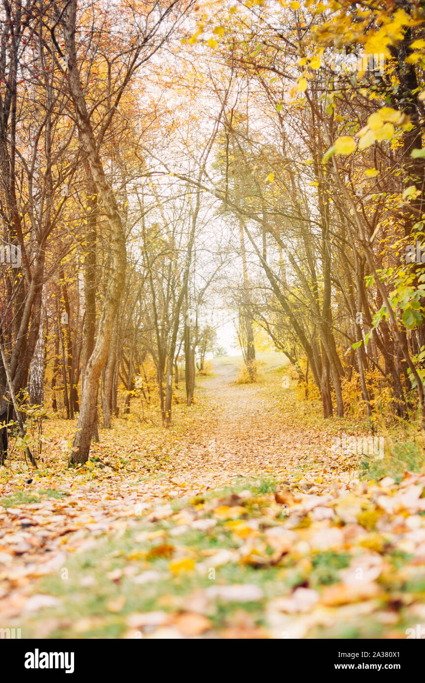 Vertical background with autumn forest and path with fallen leaves ...