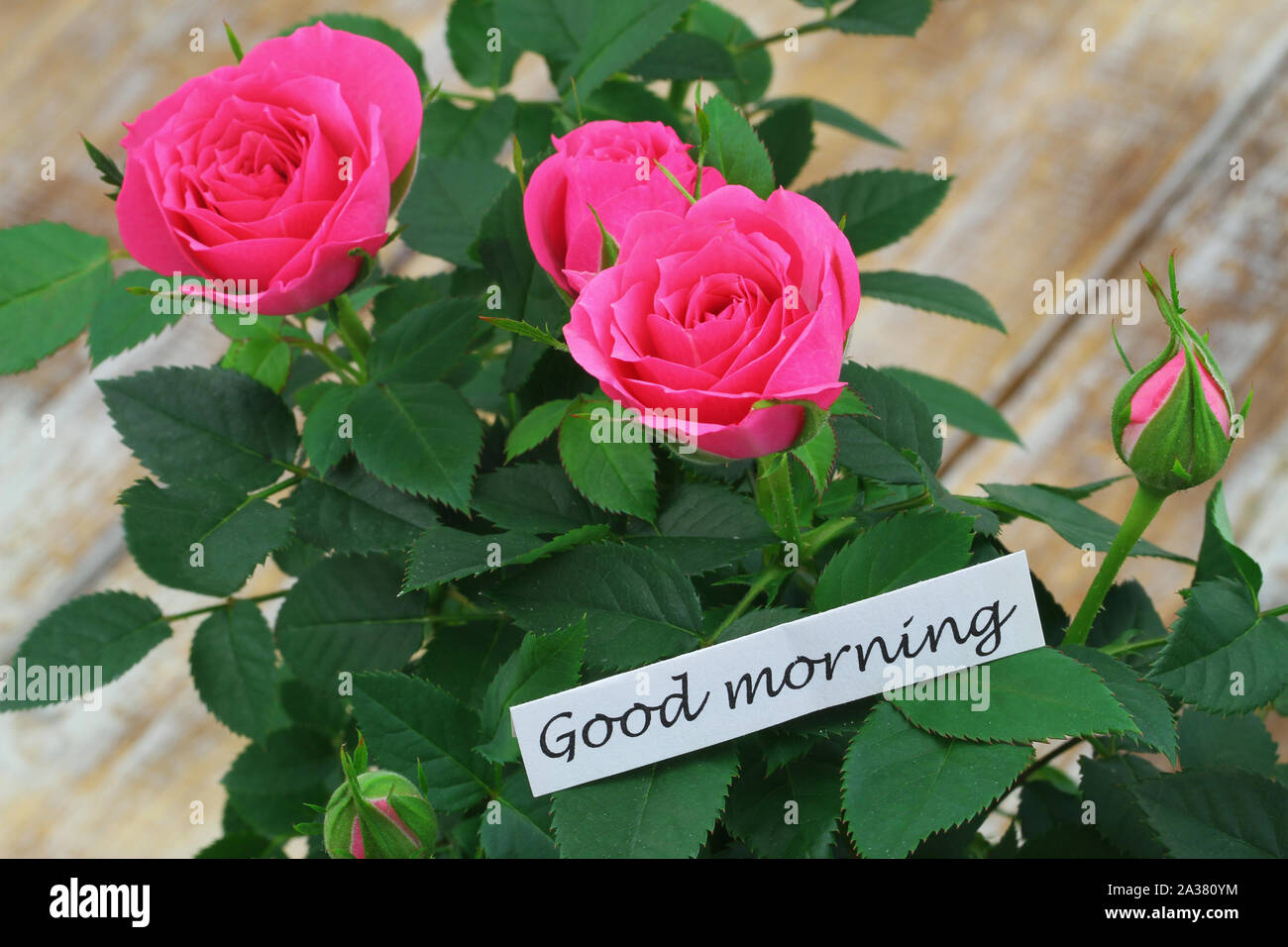 Good morning card with pink wild roses Stock Photo - Alamy