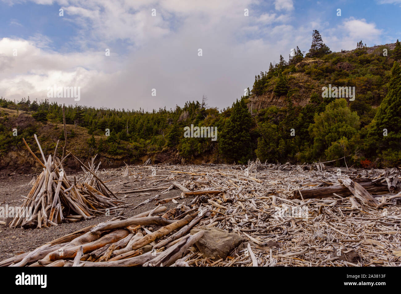 Scene view of a beach covered by sticks of dead trees dragged to the ...