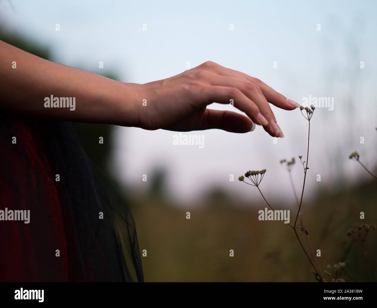 woman lightly touching a plant Stock Photo - Alamy