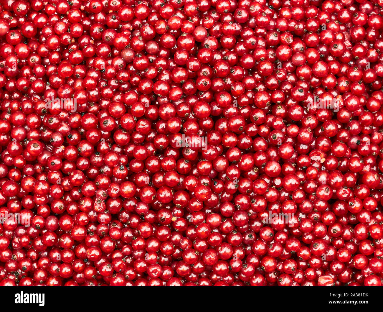 Red currand berries textured background, bright red color natural ...