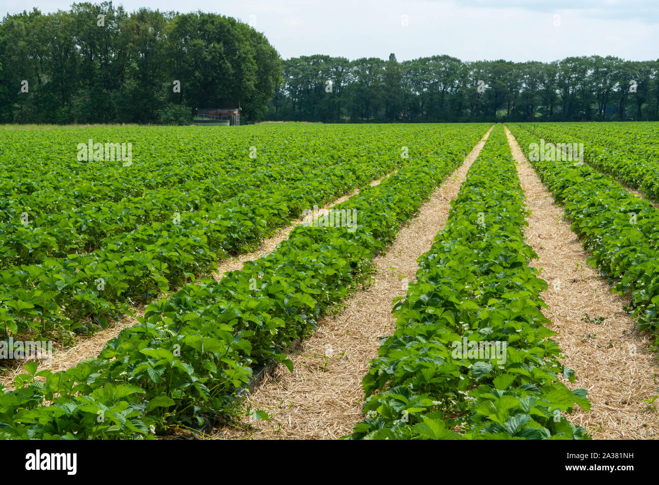 Strawberry fields, strawberry plants in hay rows growing on farm on ...