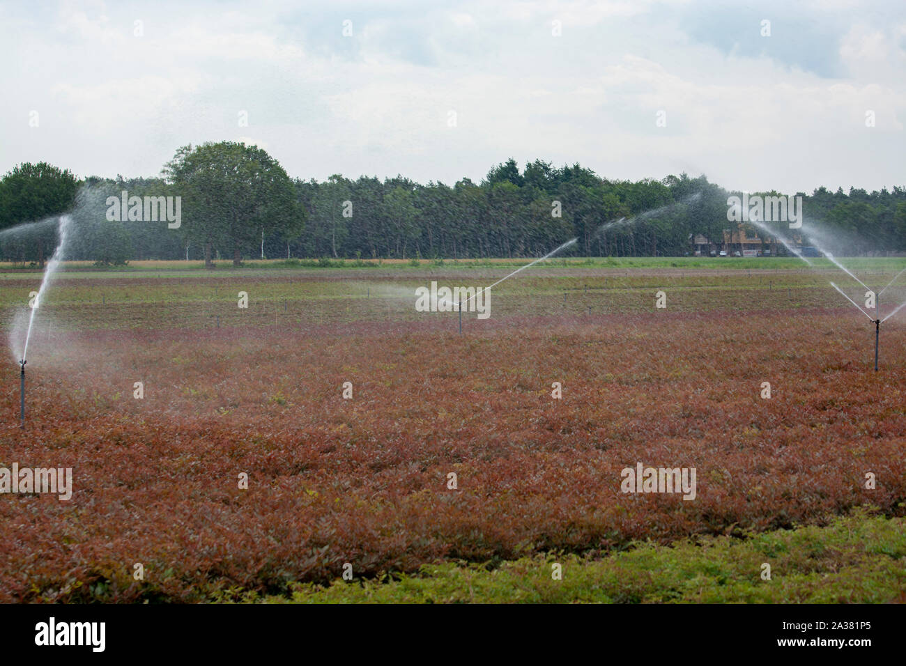 Field irrigation system with water sprinklers working on farm field ...