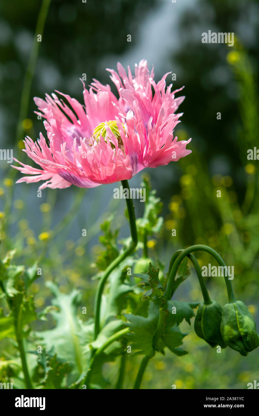 Beautiful flowers of Papaver somniferum or opium breadseed poppy plant ...