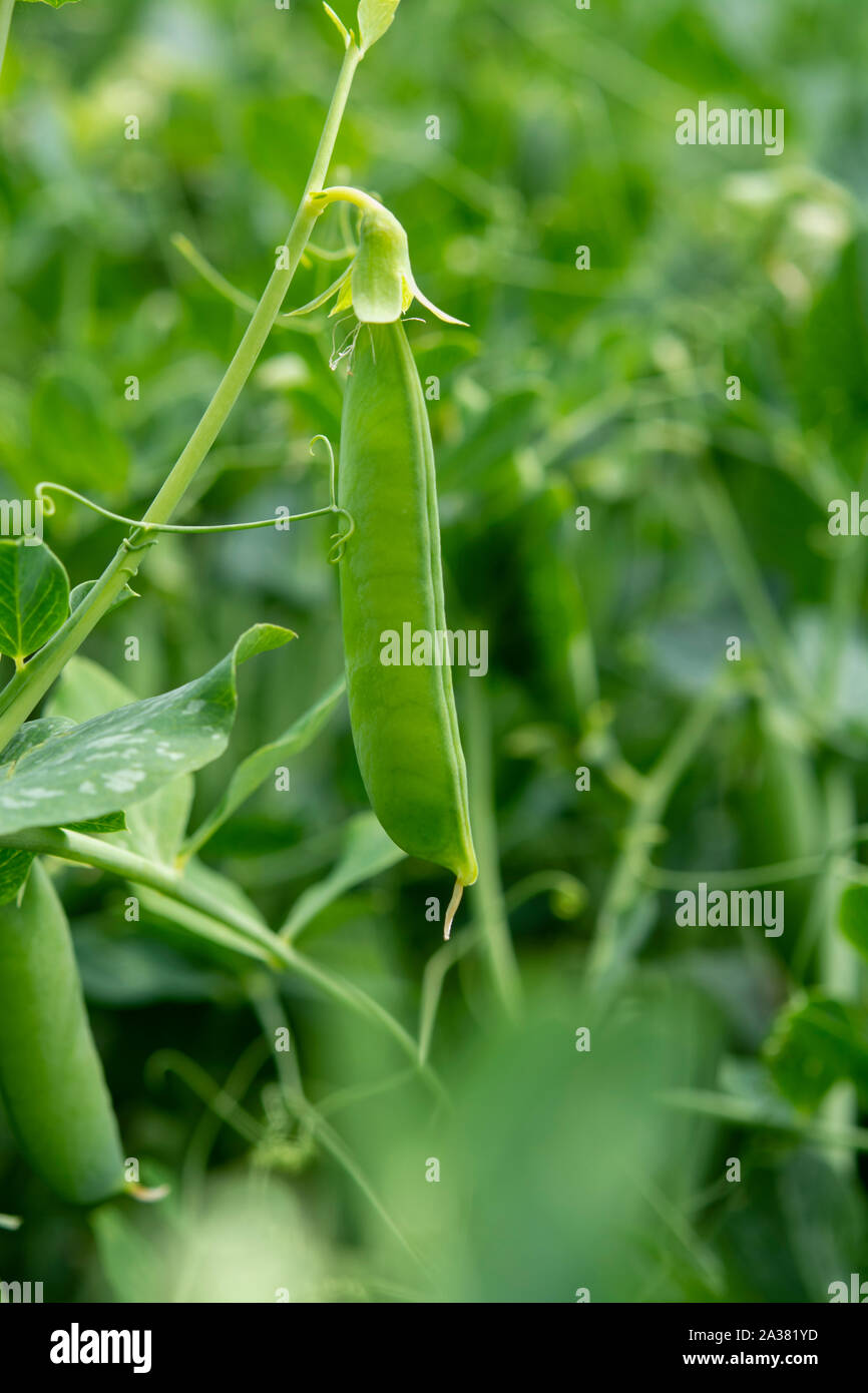 Green pea, sugar snap plants growing on farming fields in summer Stock ...