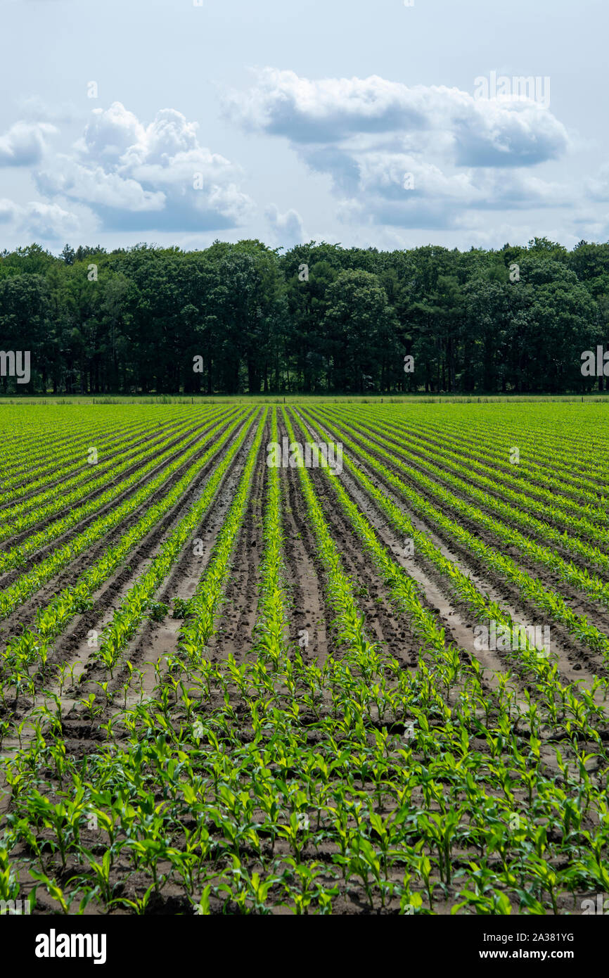 Young green corn mais plants growing on farming fields Stock Photo - Alamy