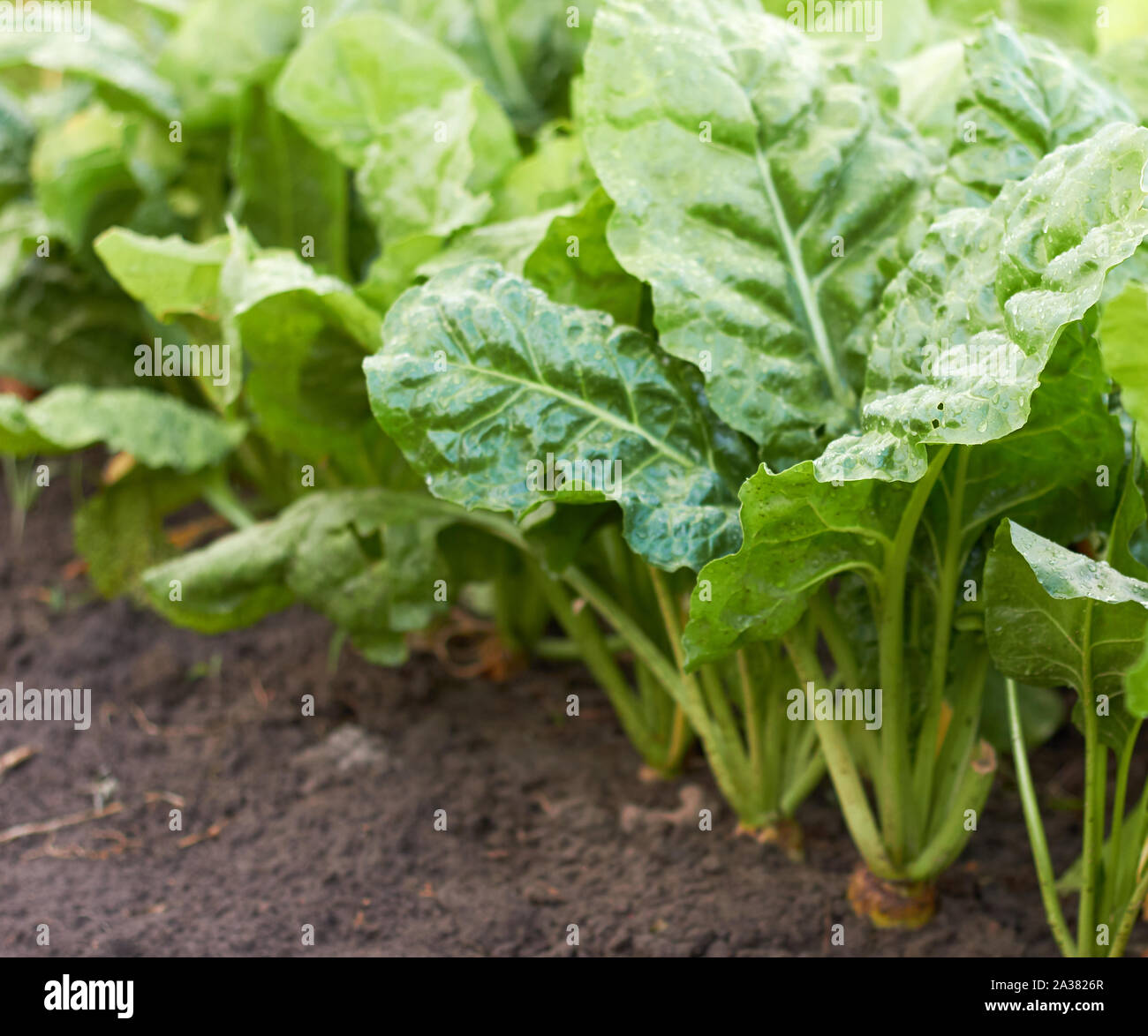 Fodder beet hi-res stock photography and images - Alamy
