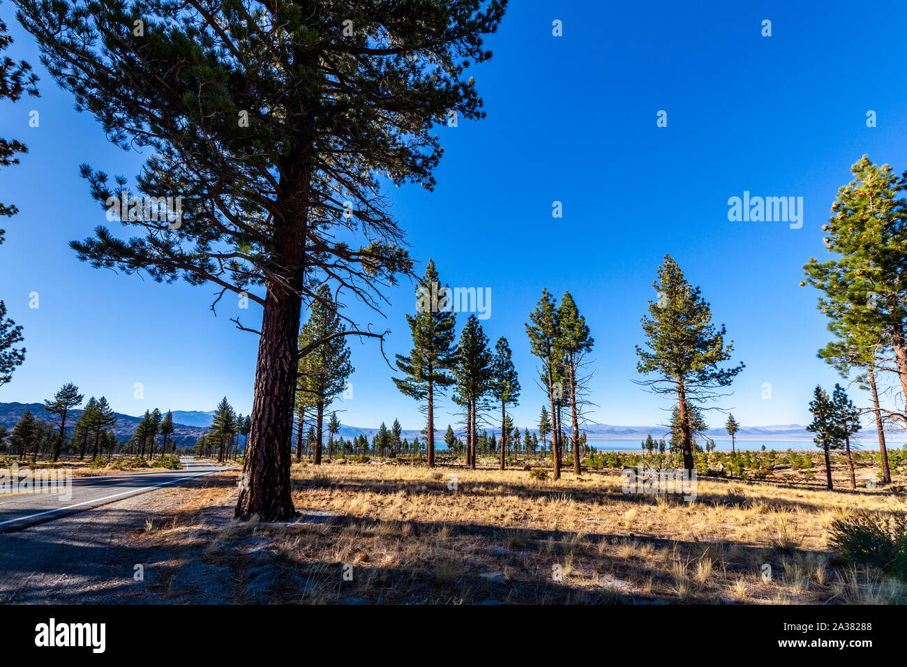 The sparse forest on the eastern shore of Mono Lake in the Eastern ...