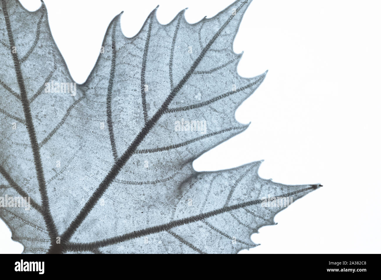 Macro image of plane tree leaves, natural background Stock Photo - Alamy