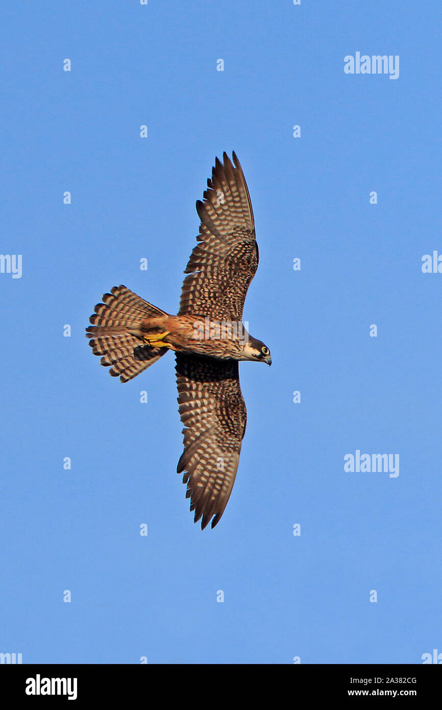 Female Eleonora's Falcon in Flight Sardinia Stock Photo - Alamy