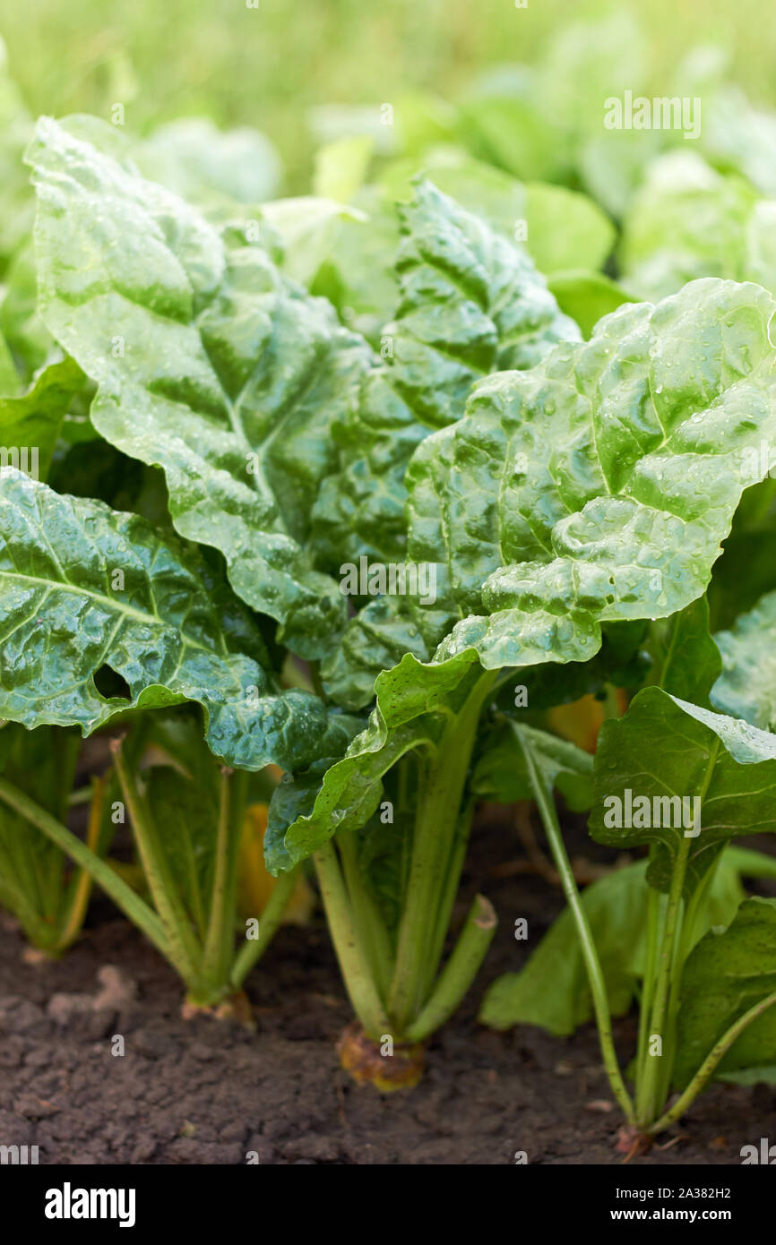 Fodder beet cultivation hi-res stock photography and images - Alamy