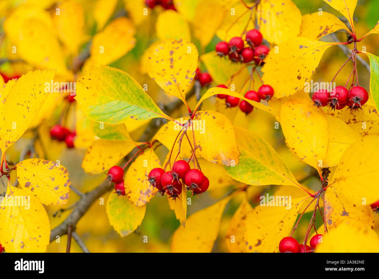 Red fruits of hawthorn. Yellow leaves. Autumn background Stock Photo ...