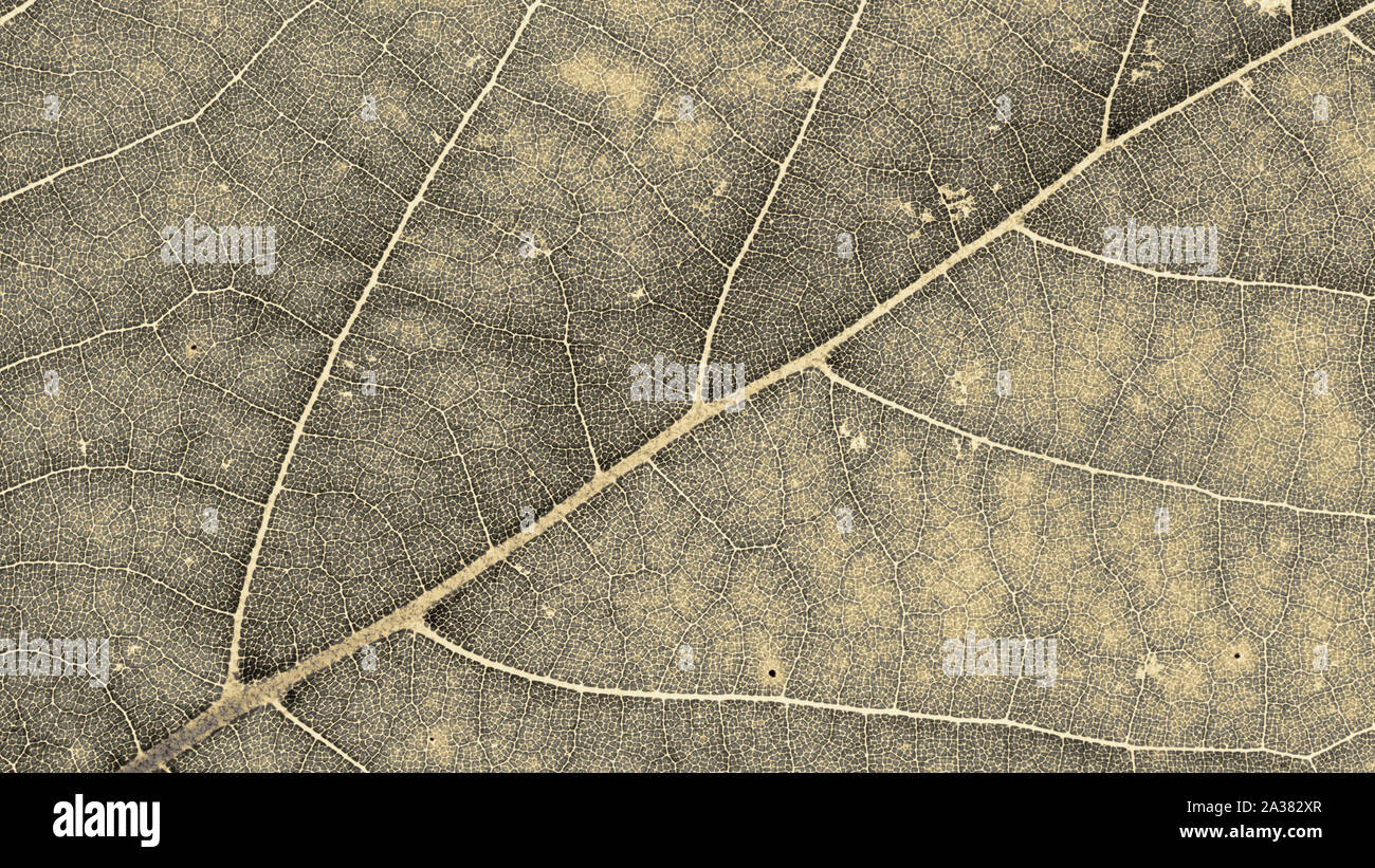 Macro image of leaf structure, natural background Stock Photo - Alamy