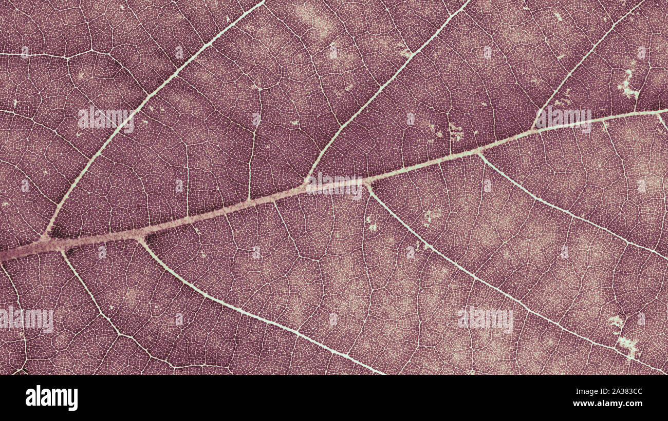 Leaf structure background image hi-res stock photography and images - Alamy