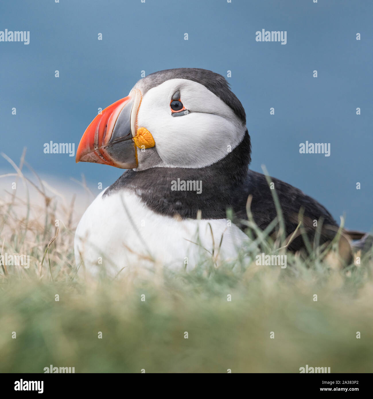 A single colourful Atlantic Puffin looking through the grass on the ...