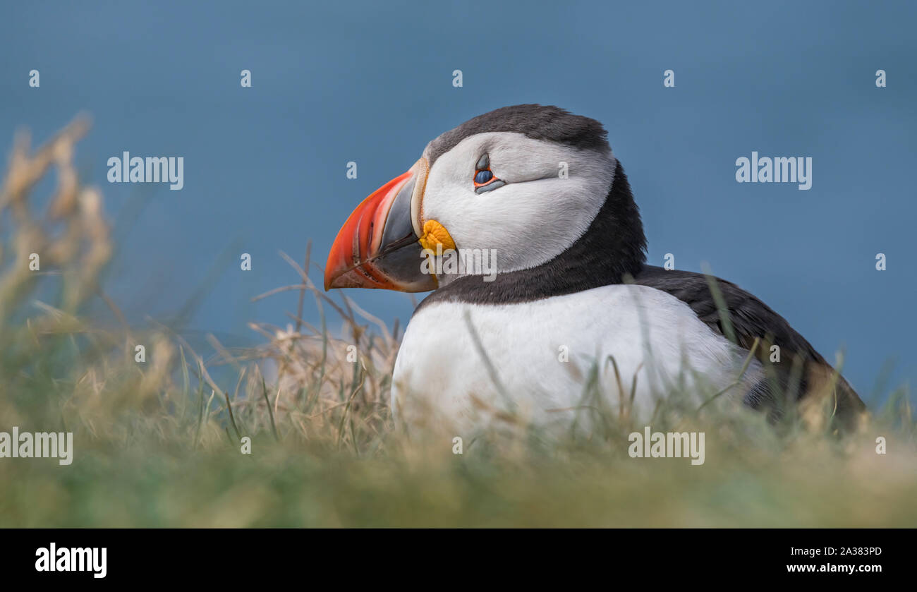 A single colourful Atlantic Puffin looking through the grass on the ...