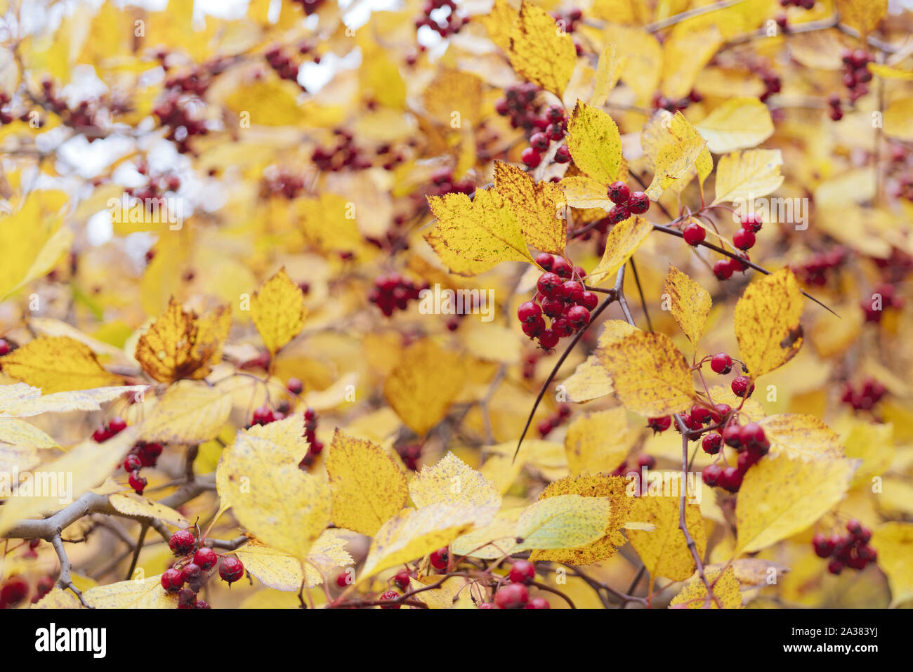 Red fruits of hawthorn. Yellow leaves. Autumn background Stock Photo ...
