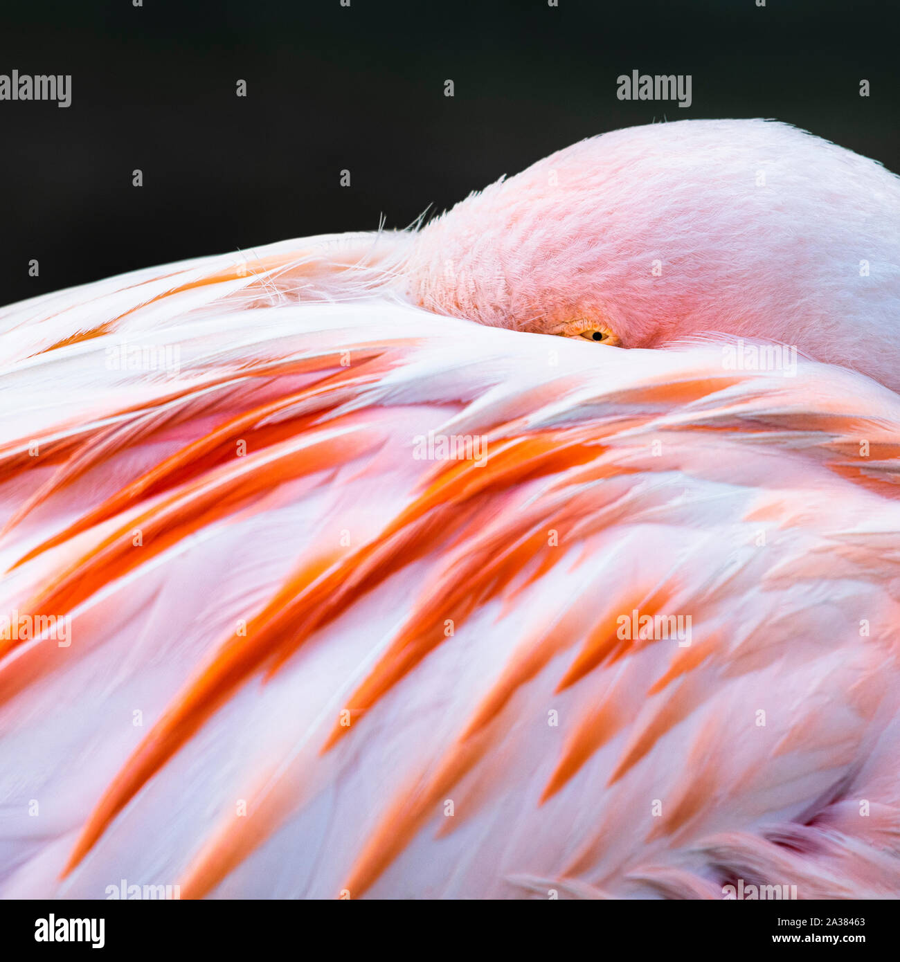 Flamingo Feather Pattern