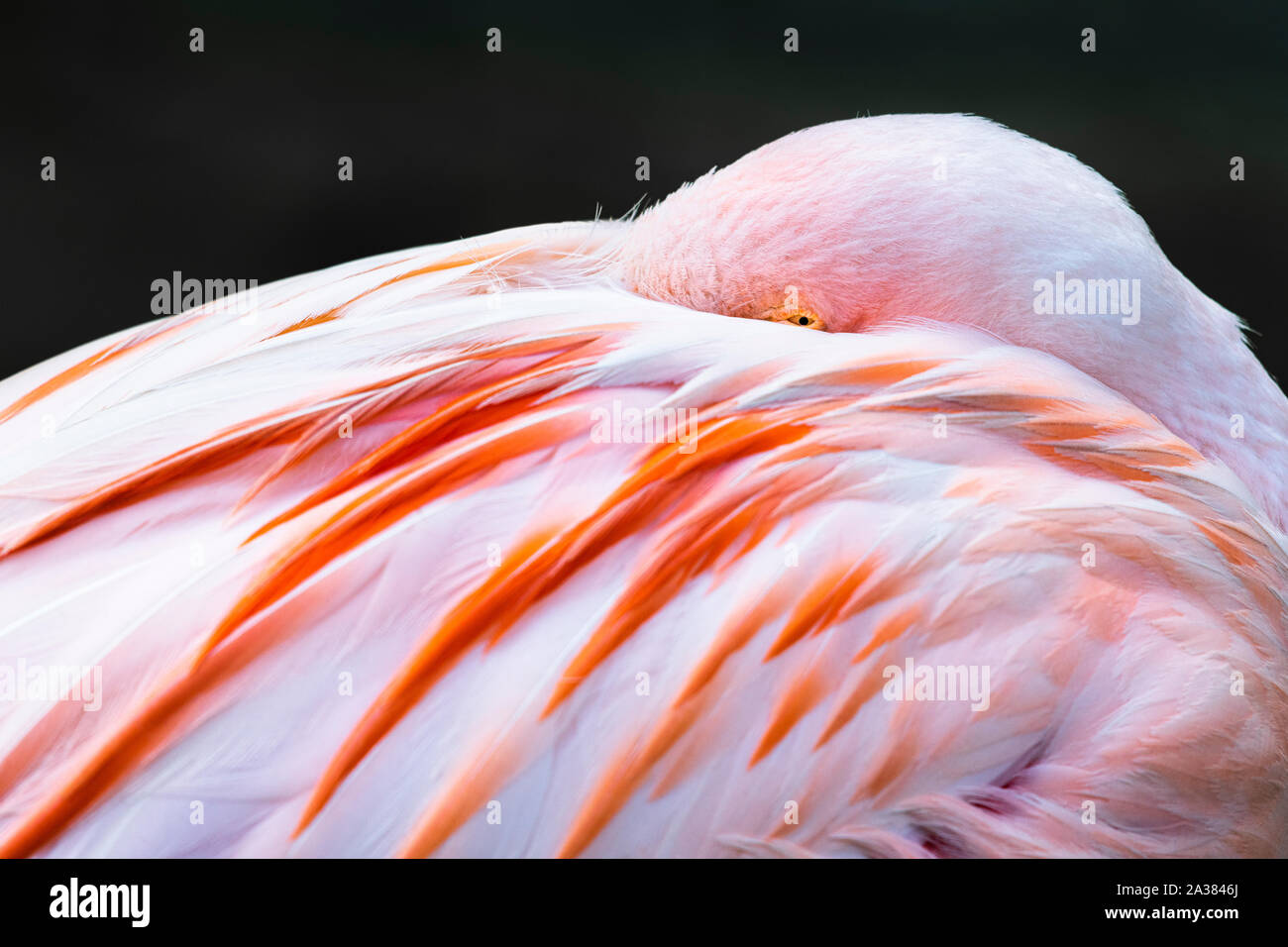 Flamingo with pink and white plumage hi-res stock photography and ...