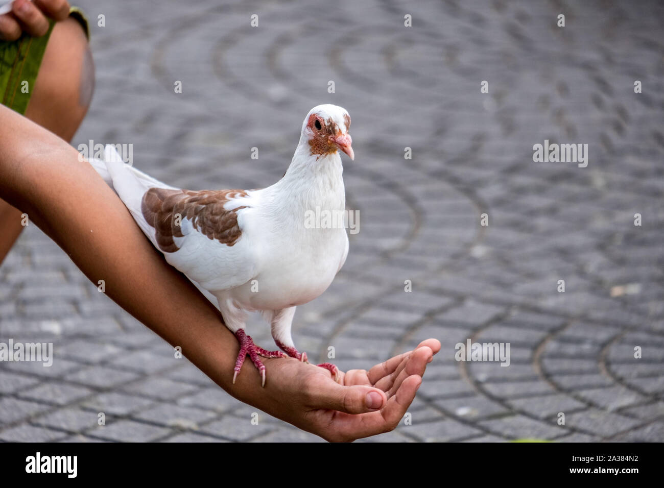 The white pigeon is standing on a human hand Stock Photo - Alamy