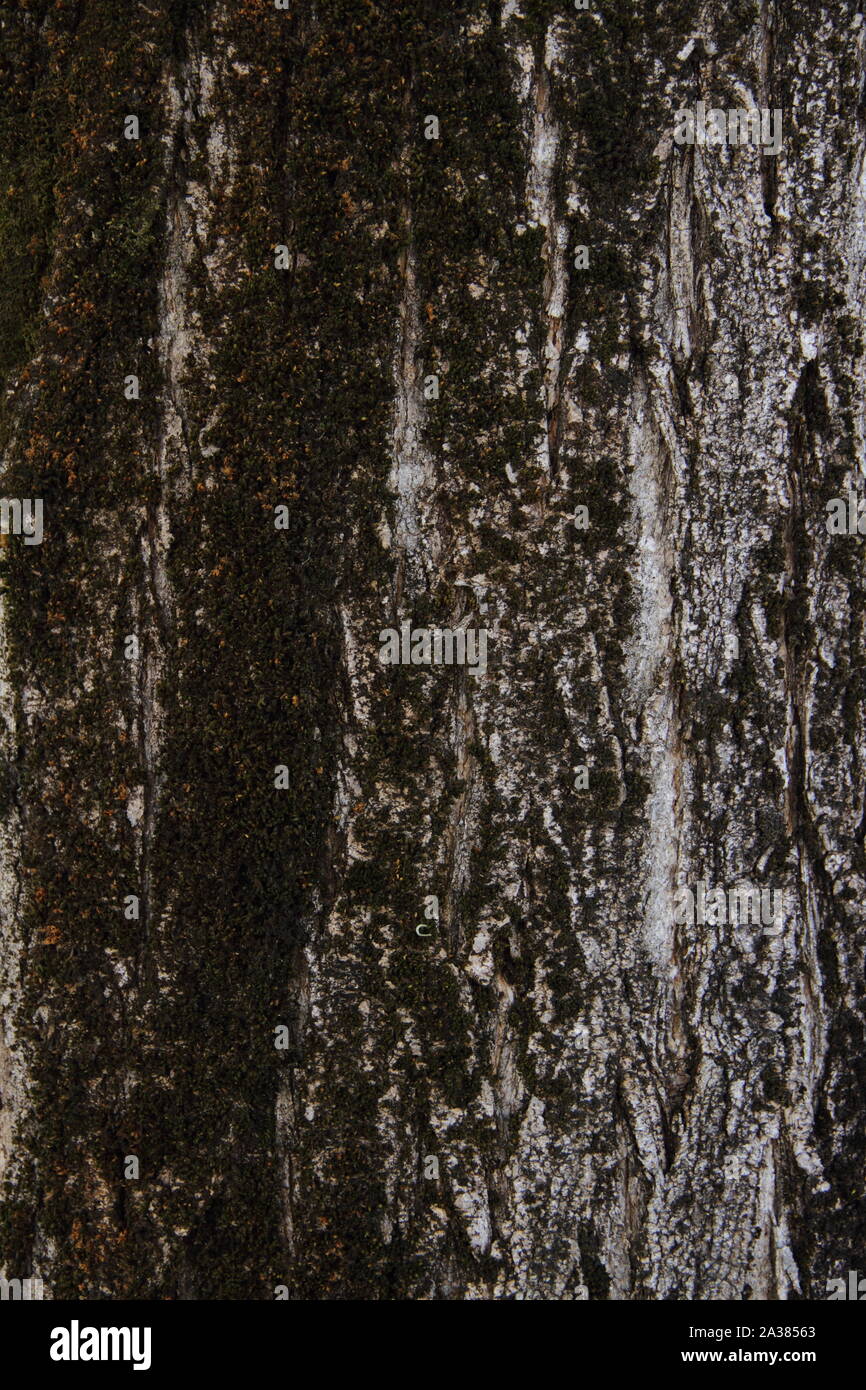 tree bark as a background Stock Photo - Alamy