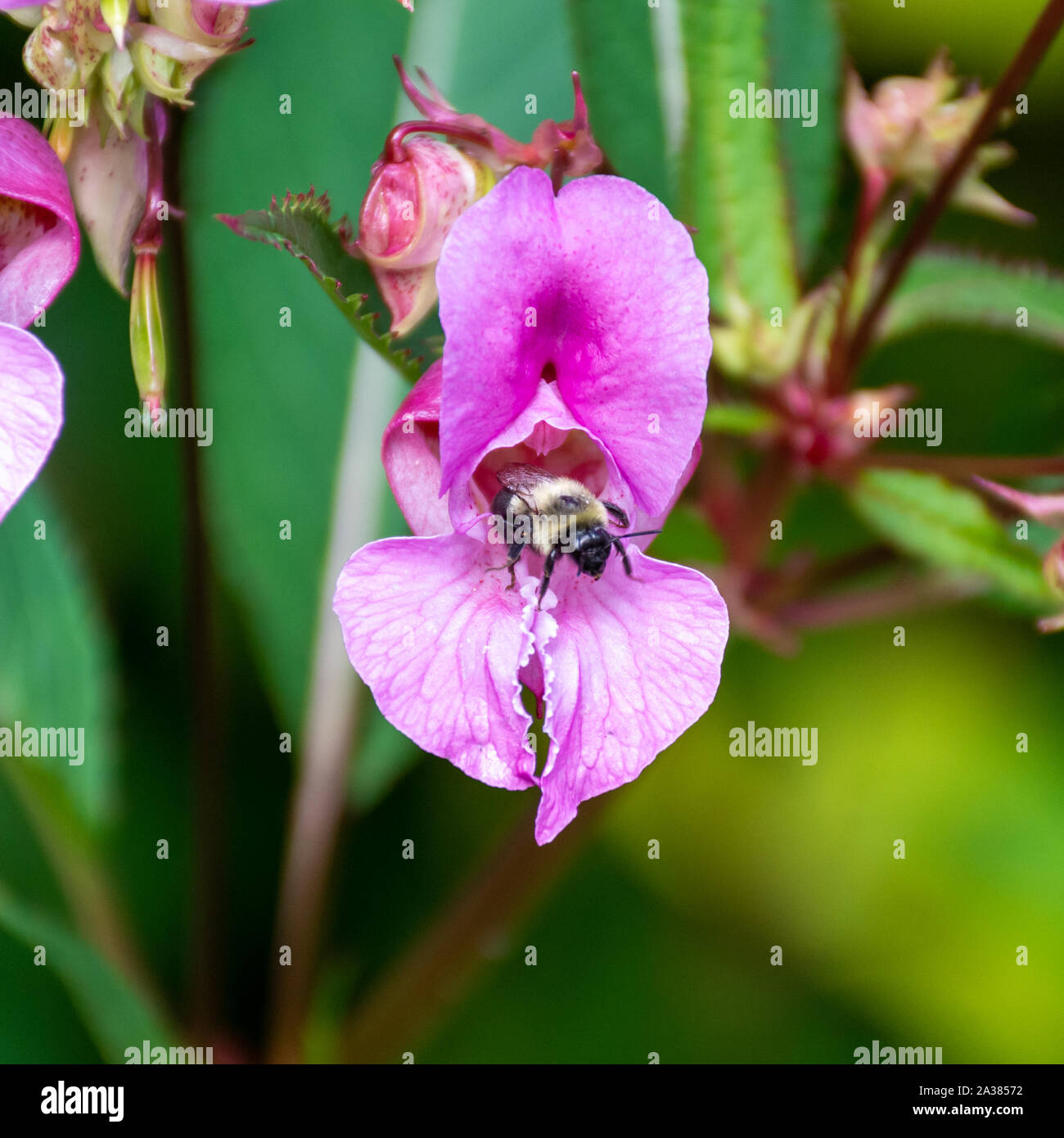 Honeybee flies collecting pollen hi-res stock photography and images ...