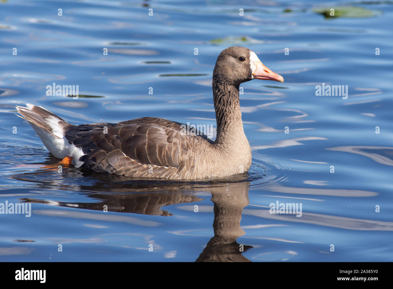 The greylag goose (Anser anser) is a species of large goose in the ...