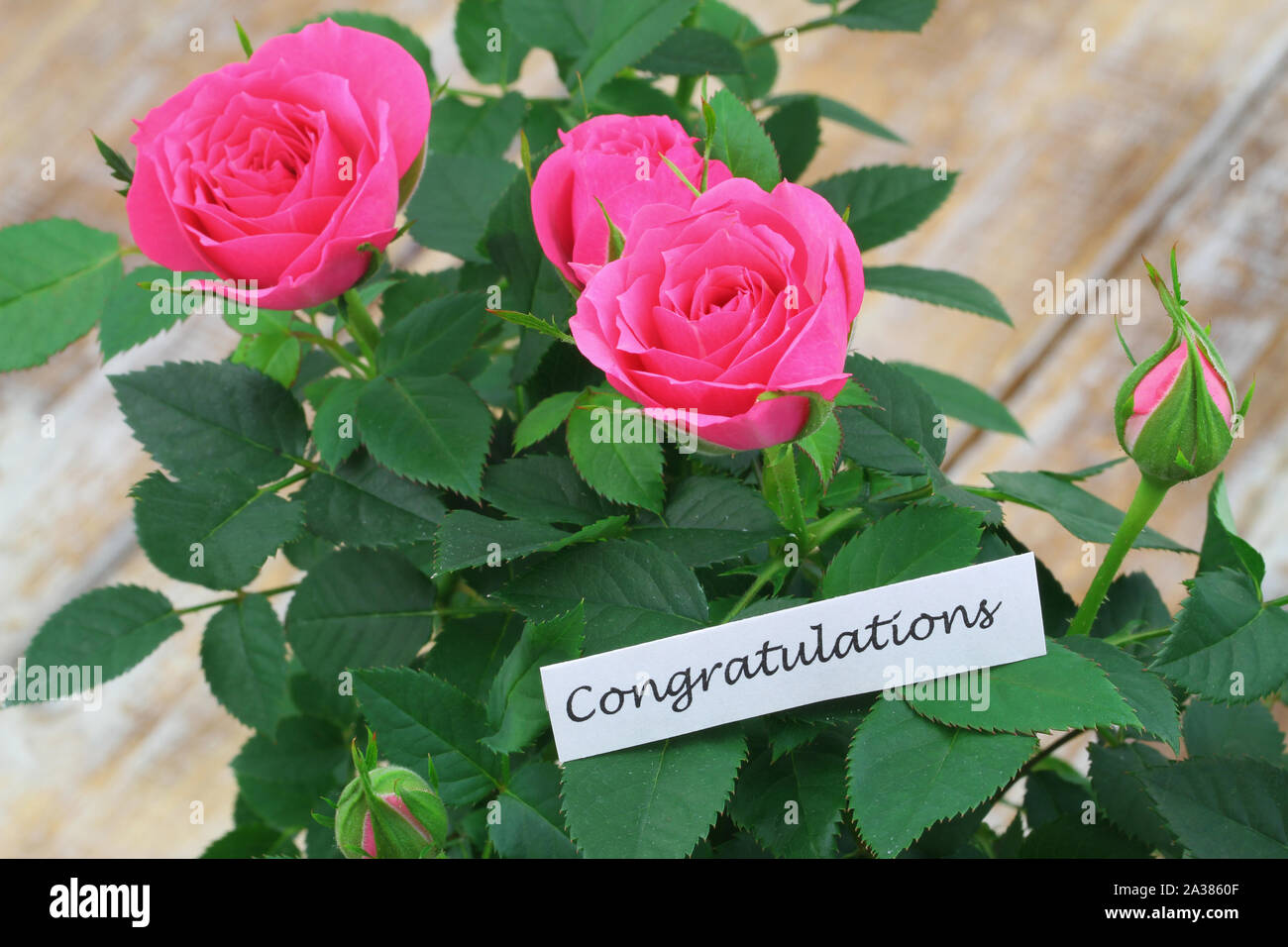 Congratulations card with roses hi-res stock photography and images - Alamy