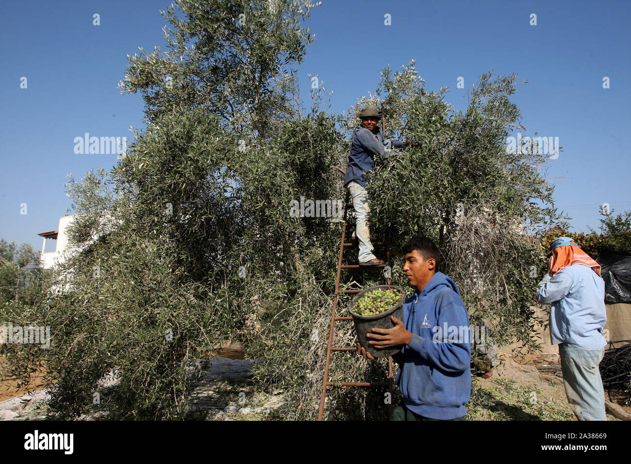 Khan Younis, Gaza. 06th Oct, 2019. Palestinian farmers, gathers fruit ...