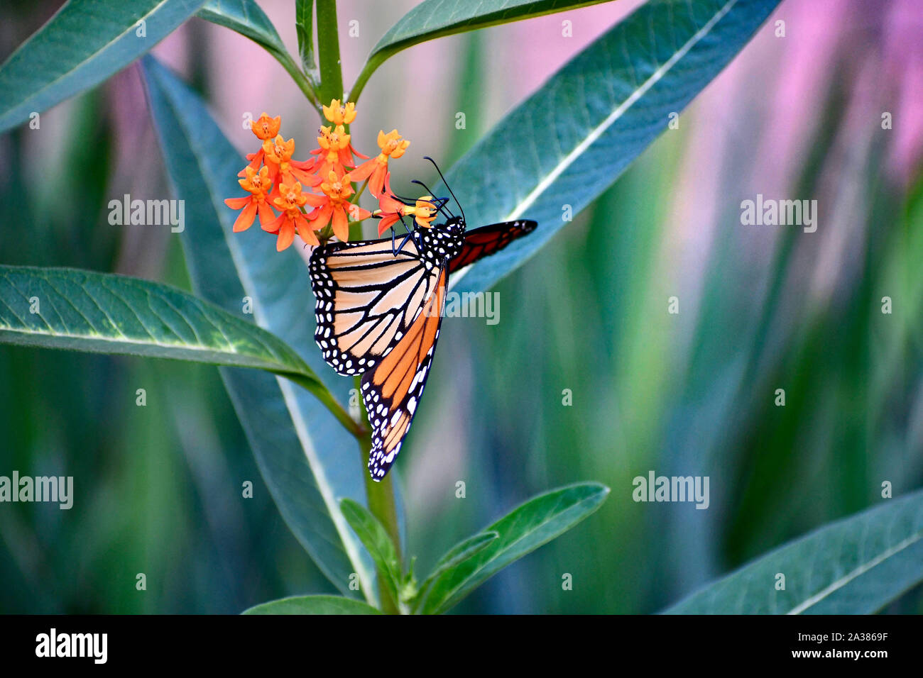 monarch butterfly on a butterfly weed flower Stock Photo - Alamy