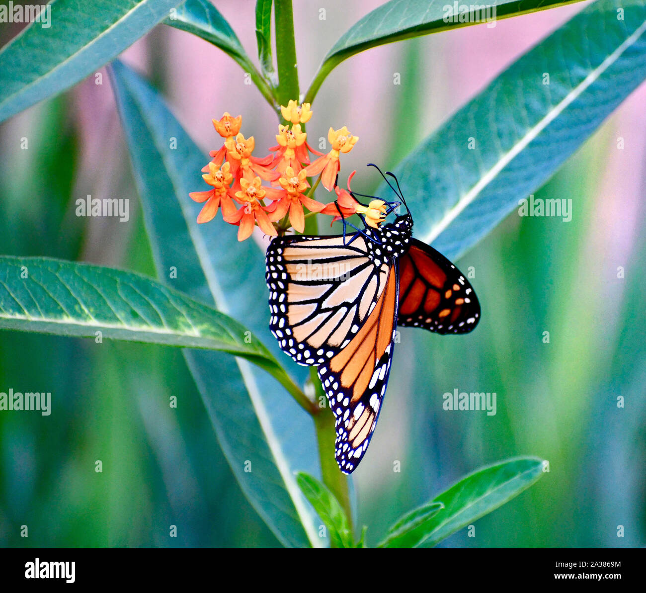 monarch butterfly on a butterfly weed flower Stock Photo - Alamy