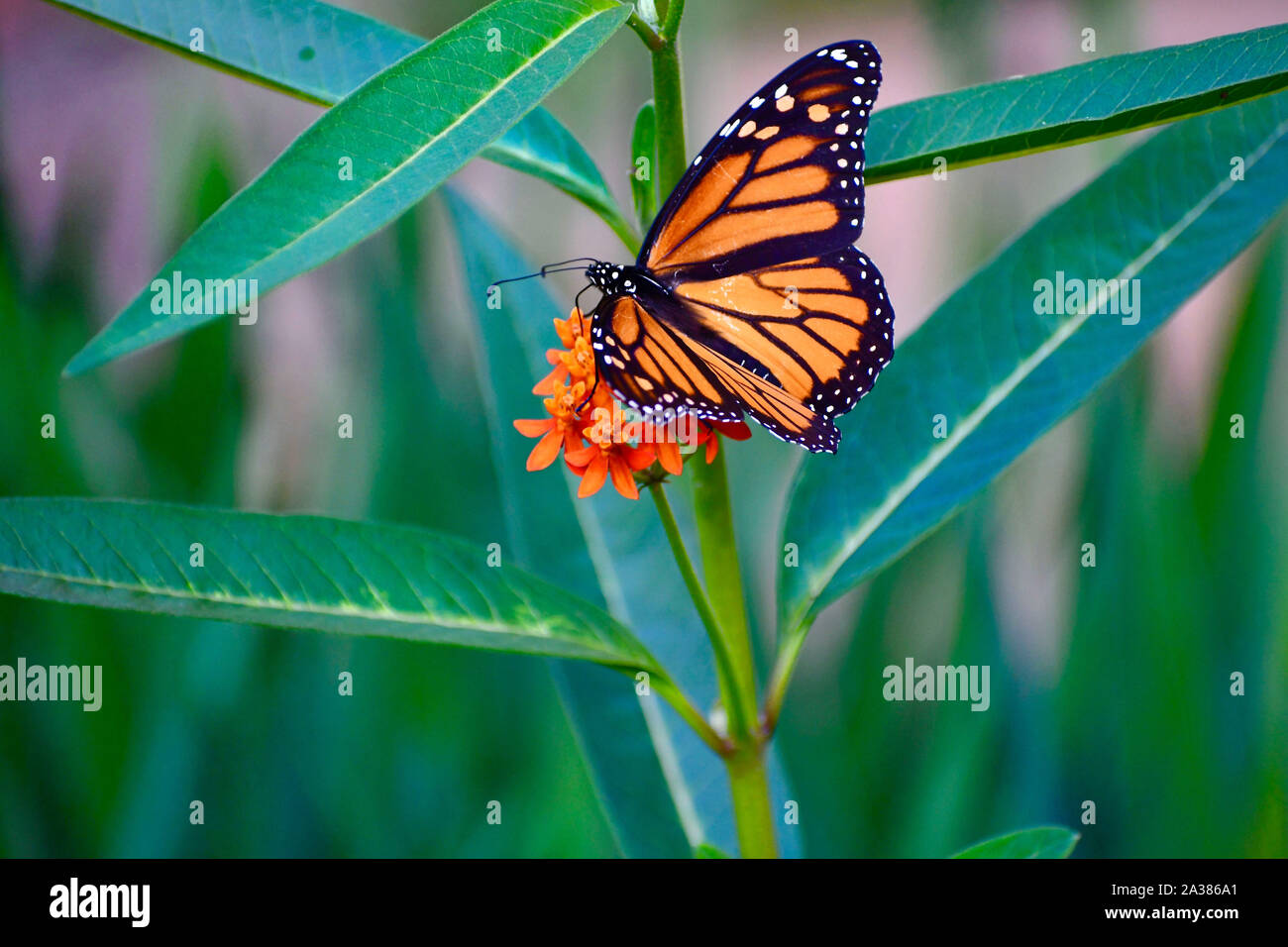 monarch butterfly on a butterfly weed flower Stock Photo - Alamy