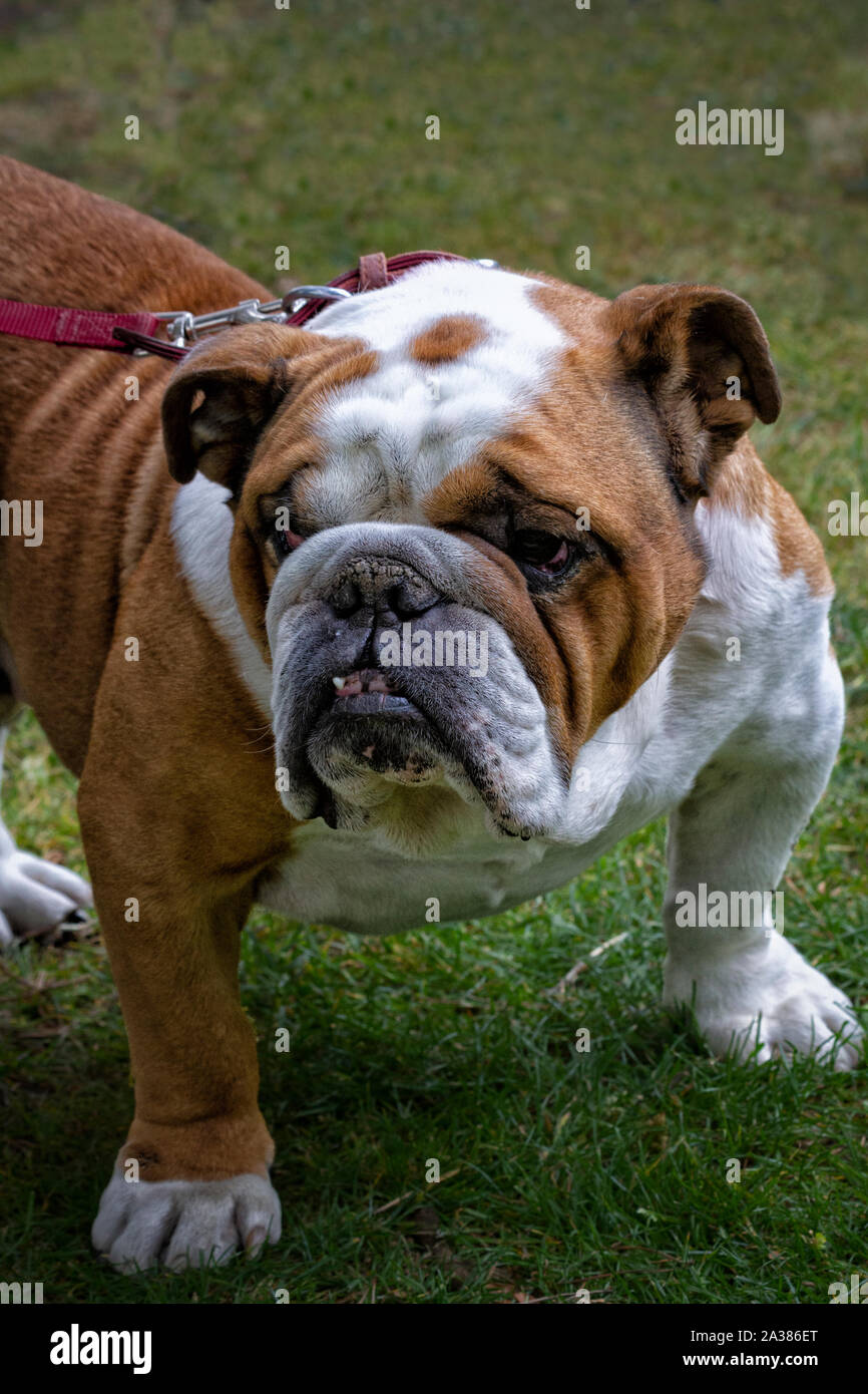 Stocky muscular puppy dog hi-res stock photography and images - Alamy