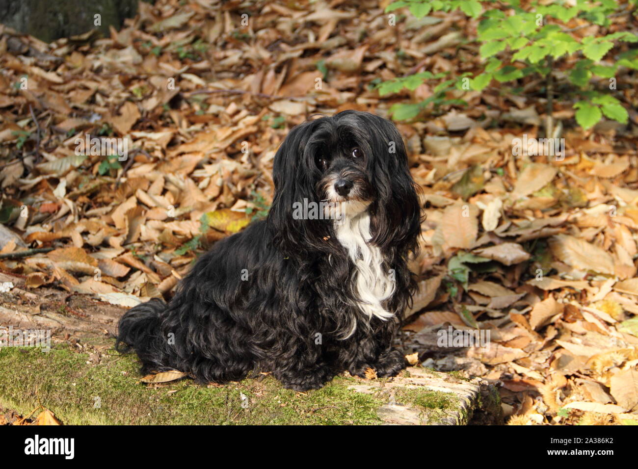 Havanese face hi-res stock photography and images - Alamy