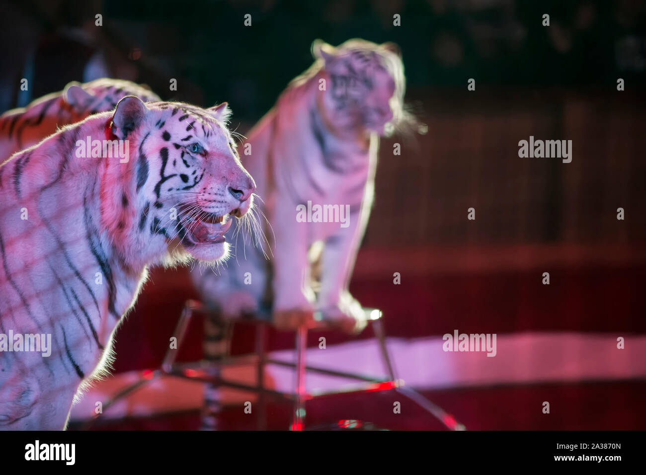 White tiger performs in a circus close up Stock Photo - Alamy