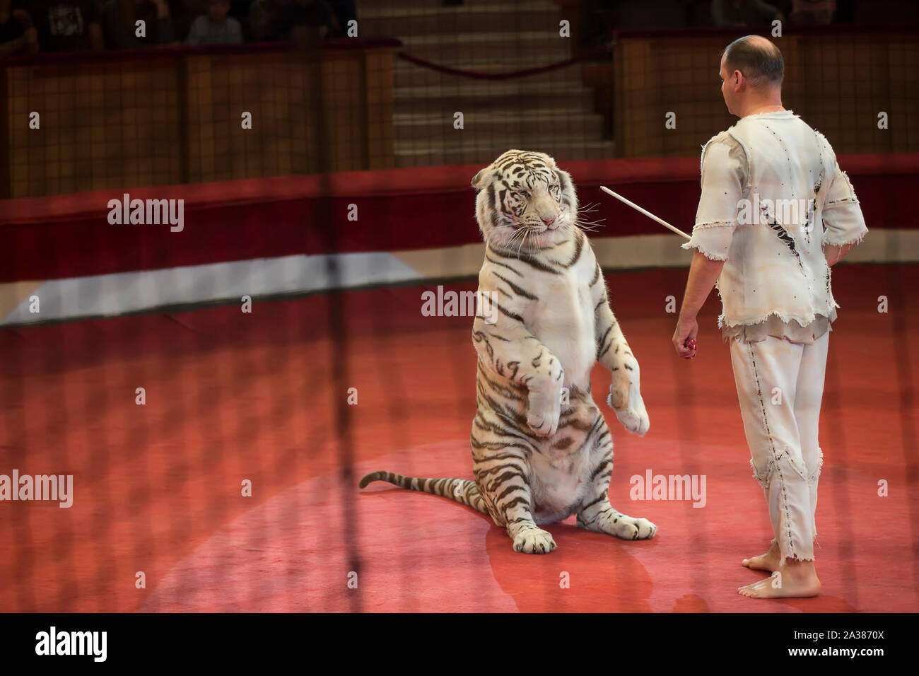Belarus, Gomil, February 16, 2019. State Circus. Program Bravo ...