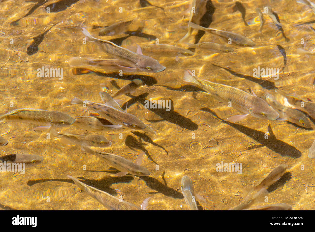 Fish scales pattern close up hi-res stock photography and images - Alamy