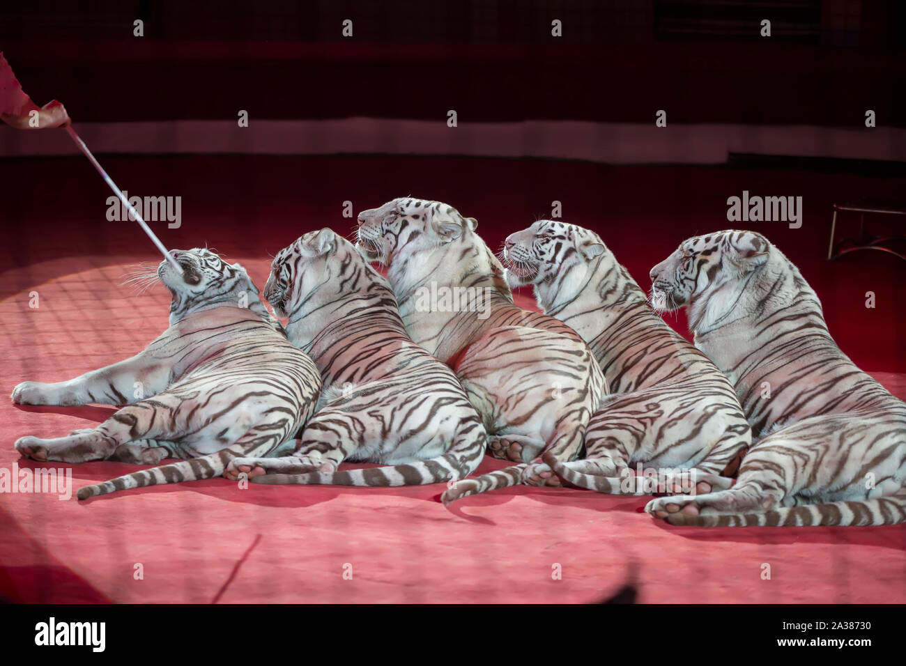 Circus Tigers High Resolution Stock Photography and Images - Alamy