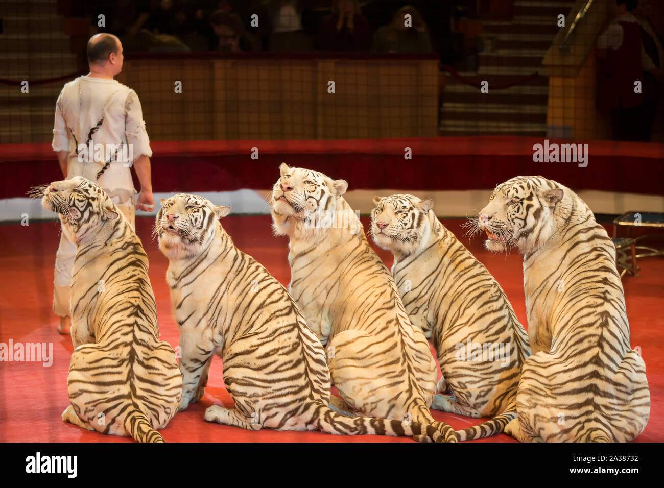 Circus Tigers High Resolution Stock Photography and Images - Alamy