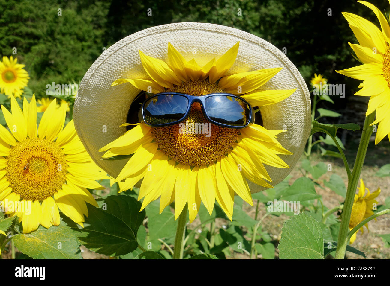 the cheerful face of a sunflower Stock Photo - Alamy