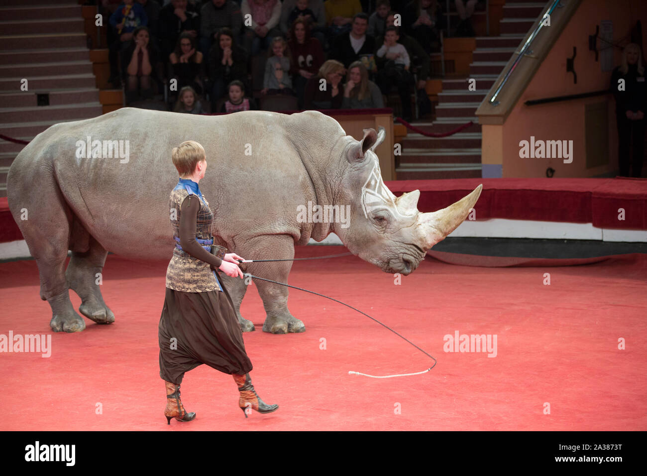 rhino stands in the arena Stock Photo - Alamy