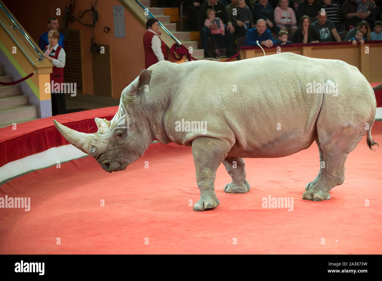 rhino stands in the arena Stock Photo - Alamy
