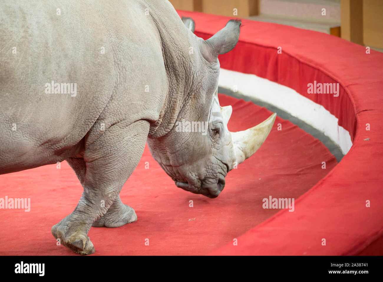 Rhinoceros appears in the circus. Trained wild animals Stock Photo - Alamy