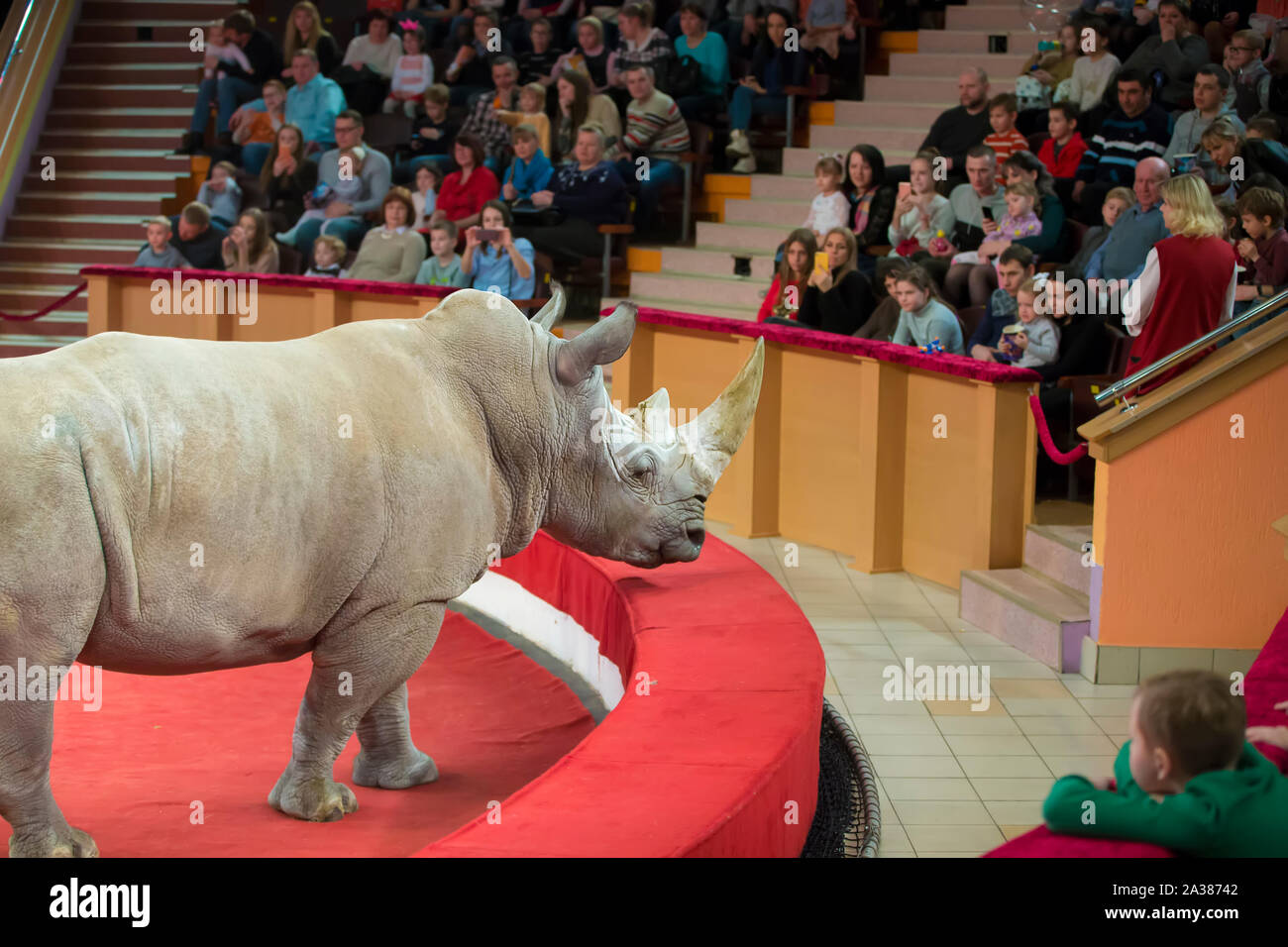 rhino stands in the arena Stock Photo - Alamy
