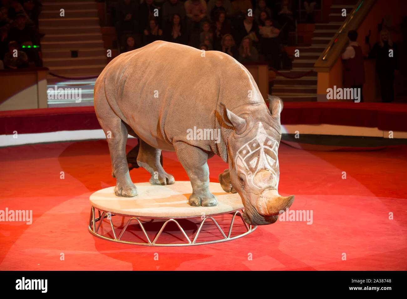 rhino stands in the arena Stock Photo - Alamy