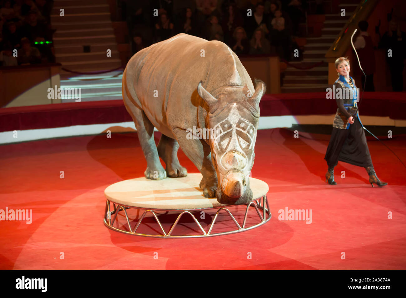 rhino stands in the arena Stock Photo - Alamy