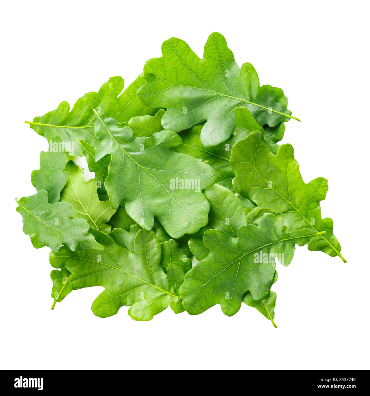 Fresh green oak leaves isolated on a white background. file contains clipping path Stock Photo ...