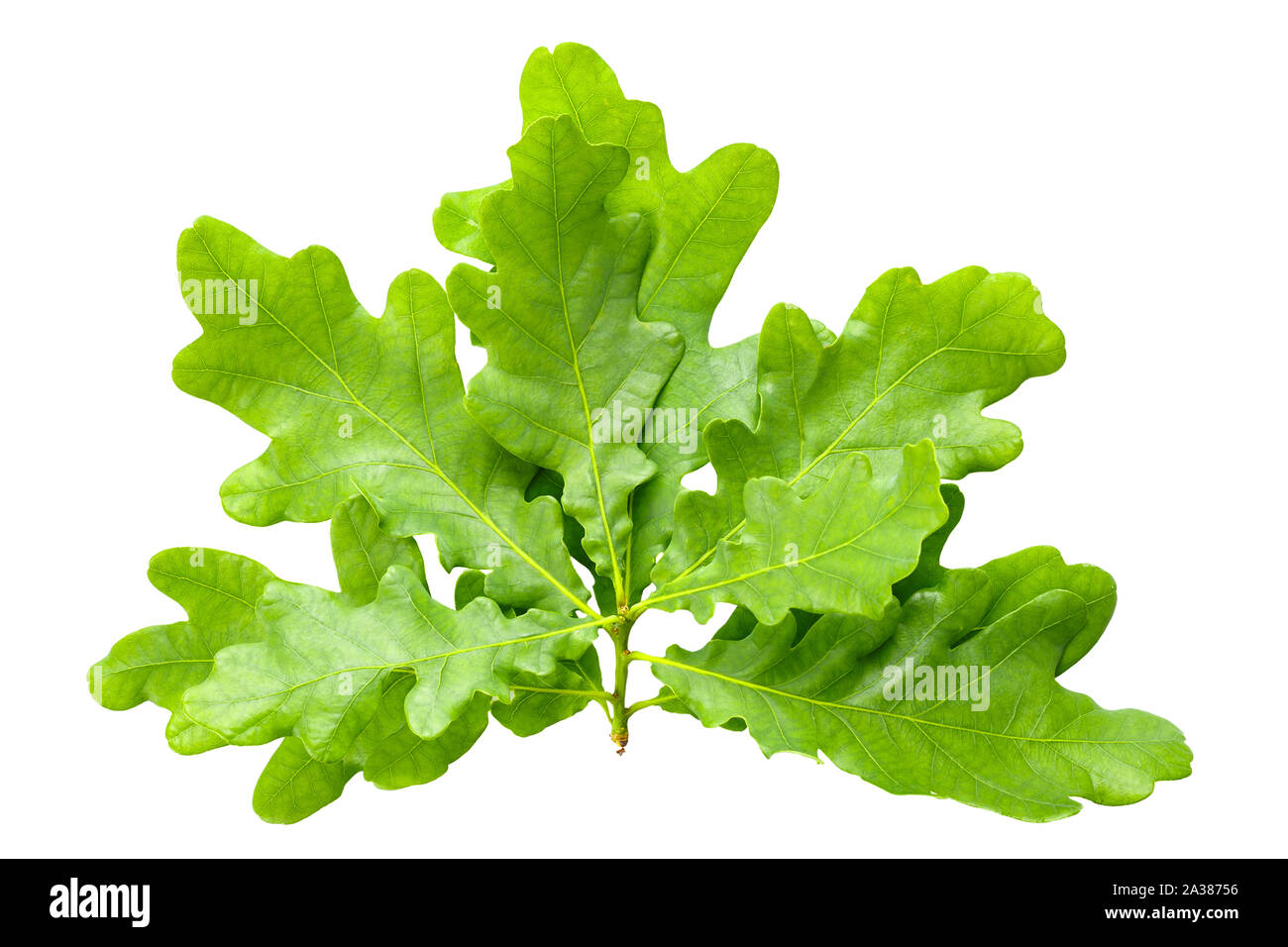 Fresh green oak leaves isolated on a white background. file contains clipping path Stock Photo ...