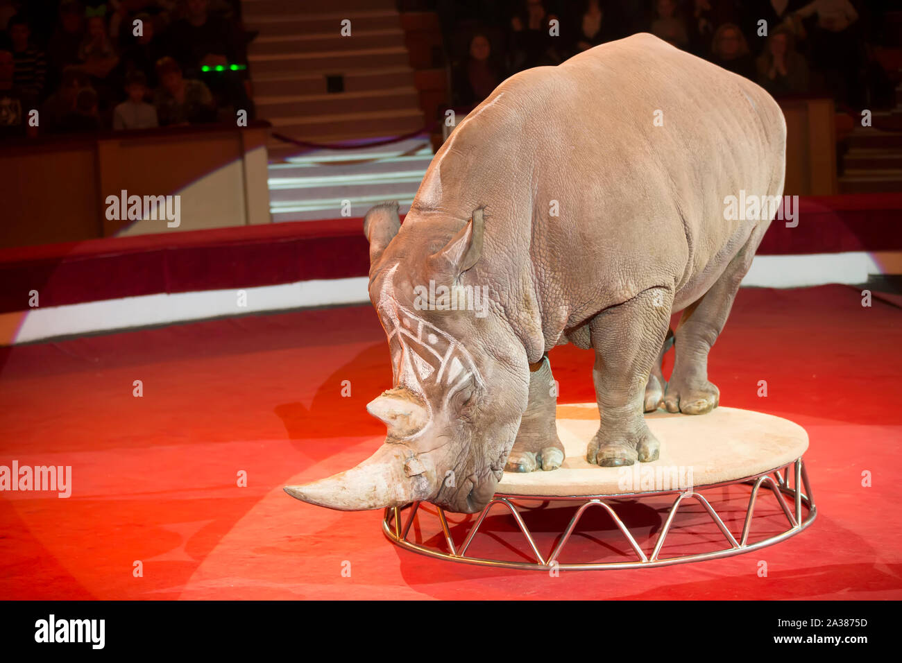 rhino stands in the arena Stock Photo - Alamy